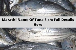 Marathi Name Of Tuna Fish: Full Details Here - Fornez